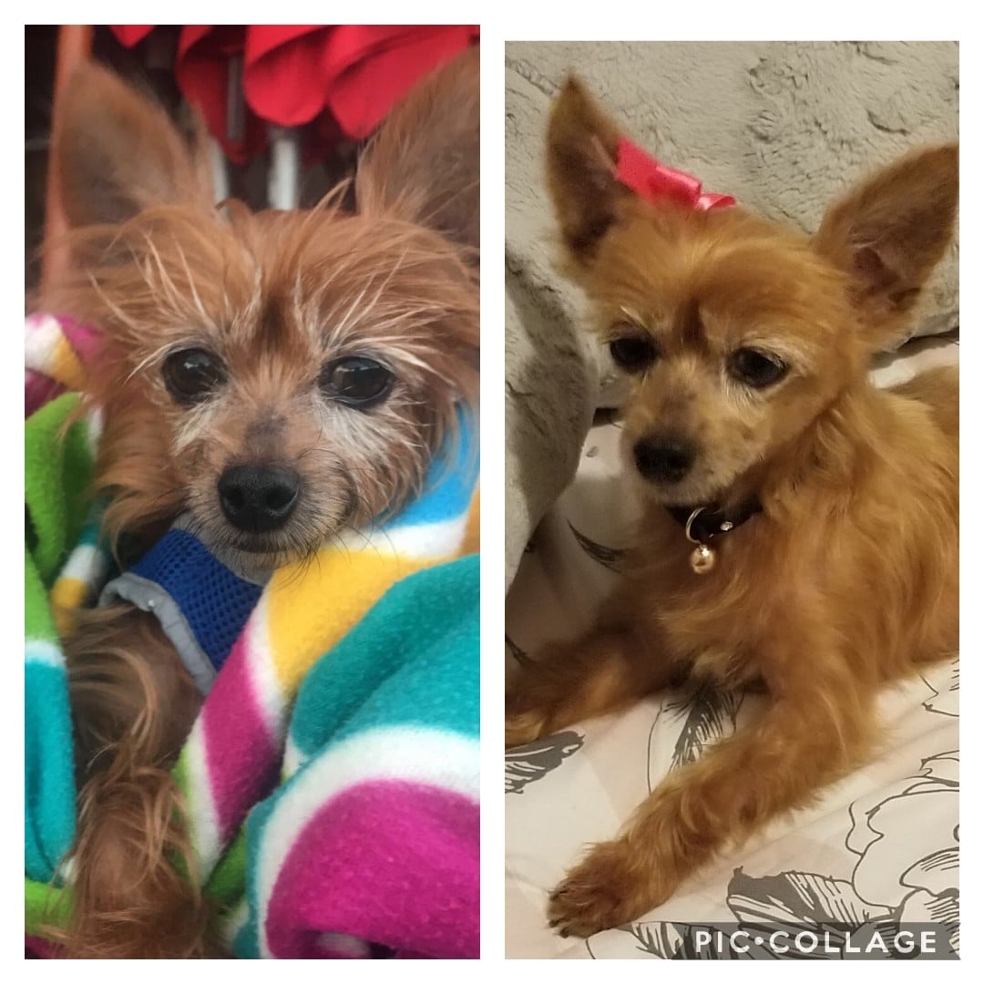 Happy Tails - Tulsa SPCATulsa SPCA